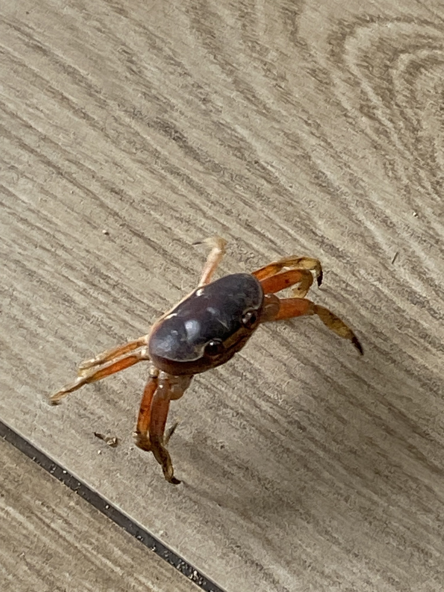 Gecarcinus lateralis Guérin, 1832