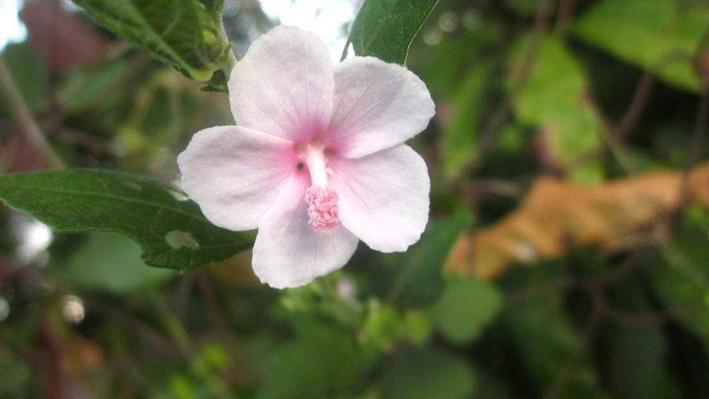 Caesar weed from Bauang, La Union, Philippines on November 19, 2015 by ...