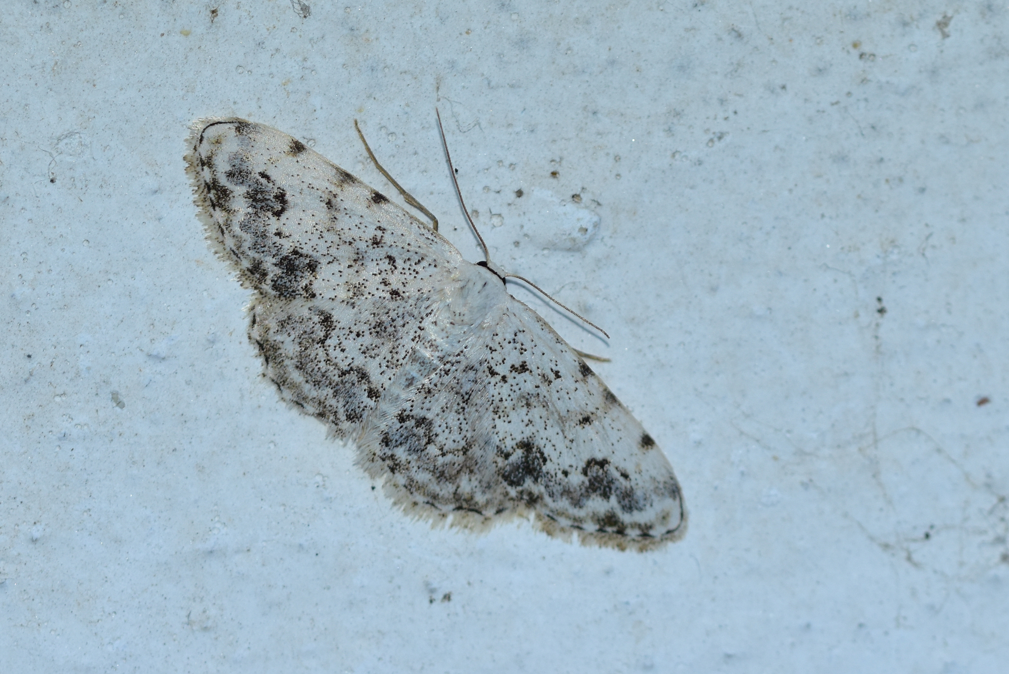 Scopula submutata (Treitschke, 1828)