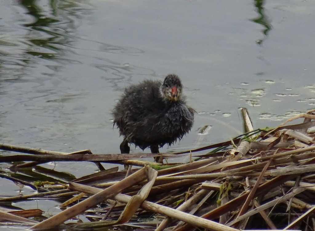 Red-knobbed Coot in April 2023 by Inma Torres · iNaturalist