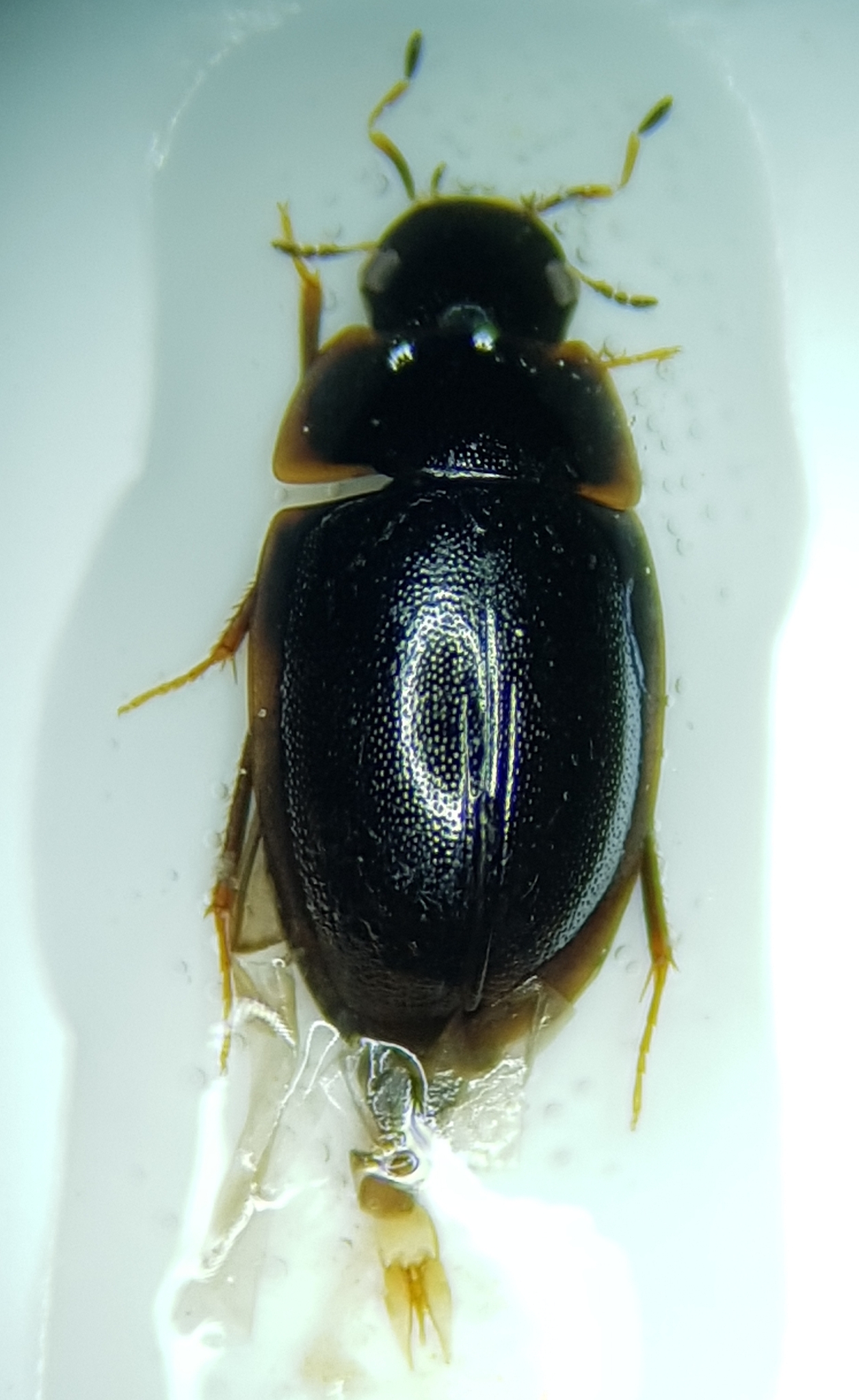 Enochrus affinis (Thunberg, 1794)