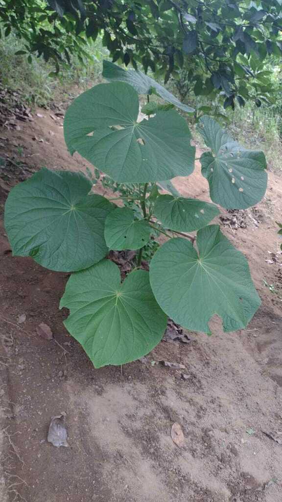pariparoba from Domingos Martins - ES, 29260-000, Brasil on April 19 ...