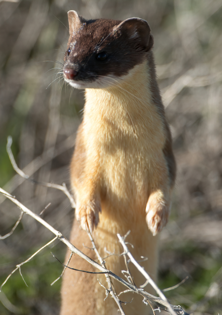Long-tailed Weasel from Box Elder County, UT, USA on April 19, 2023 at ...
