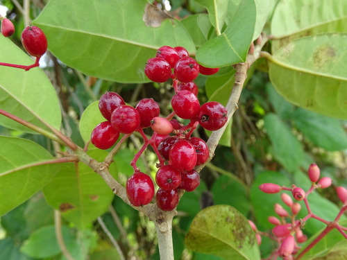 (Neea turbinata)