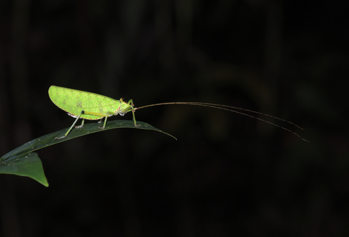 Genus Despoina · iNaturalist