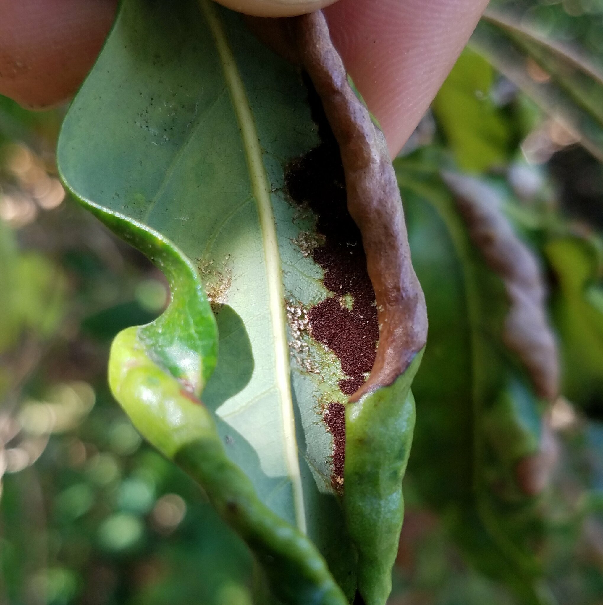 Aceria litchii (Keifer, 1943)