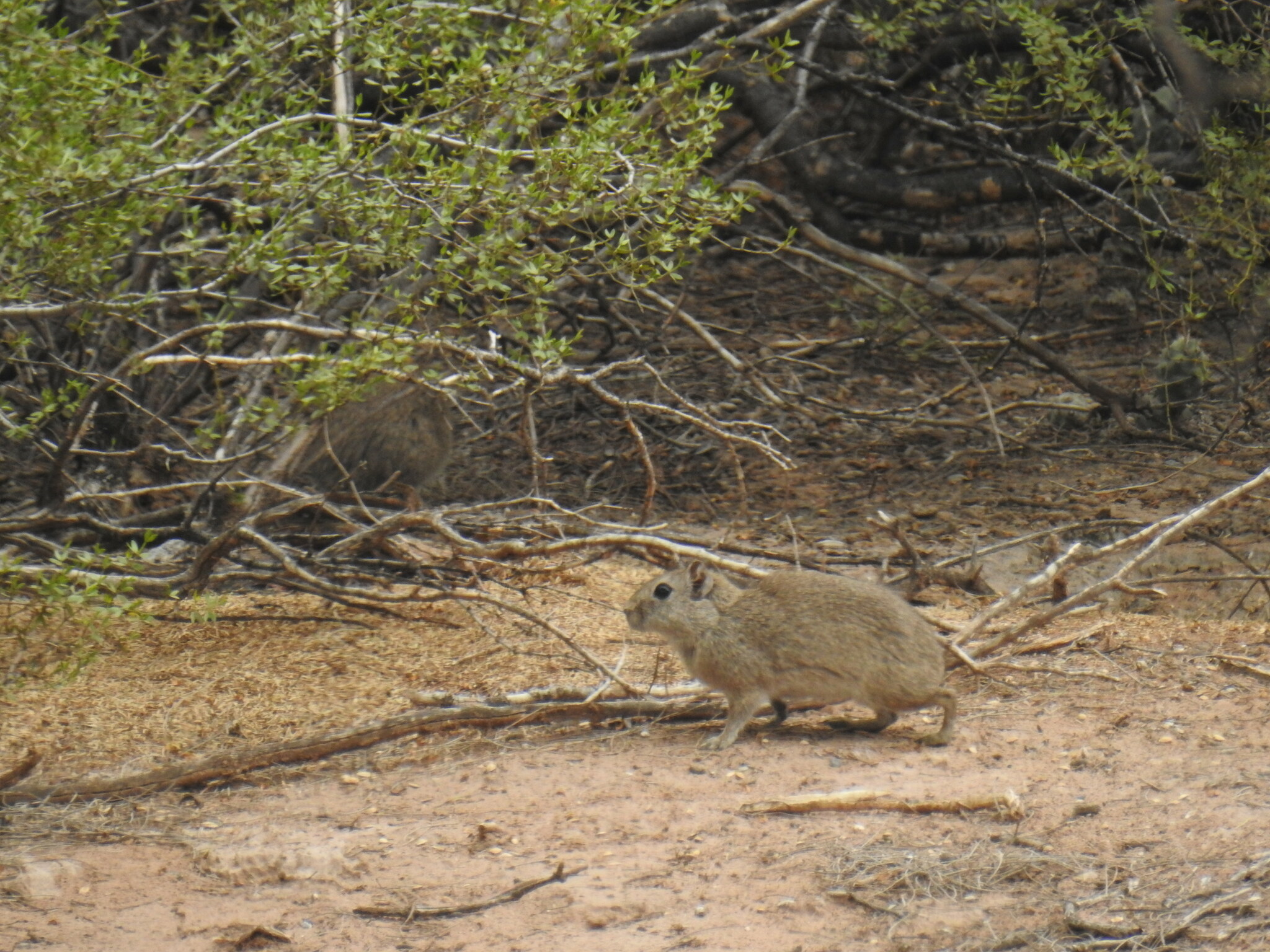 Microcavia H.Gervais & Ameghino, 1880