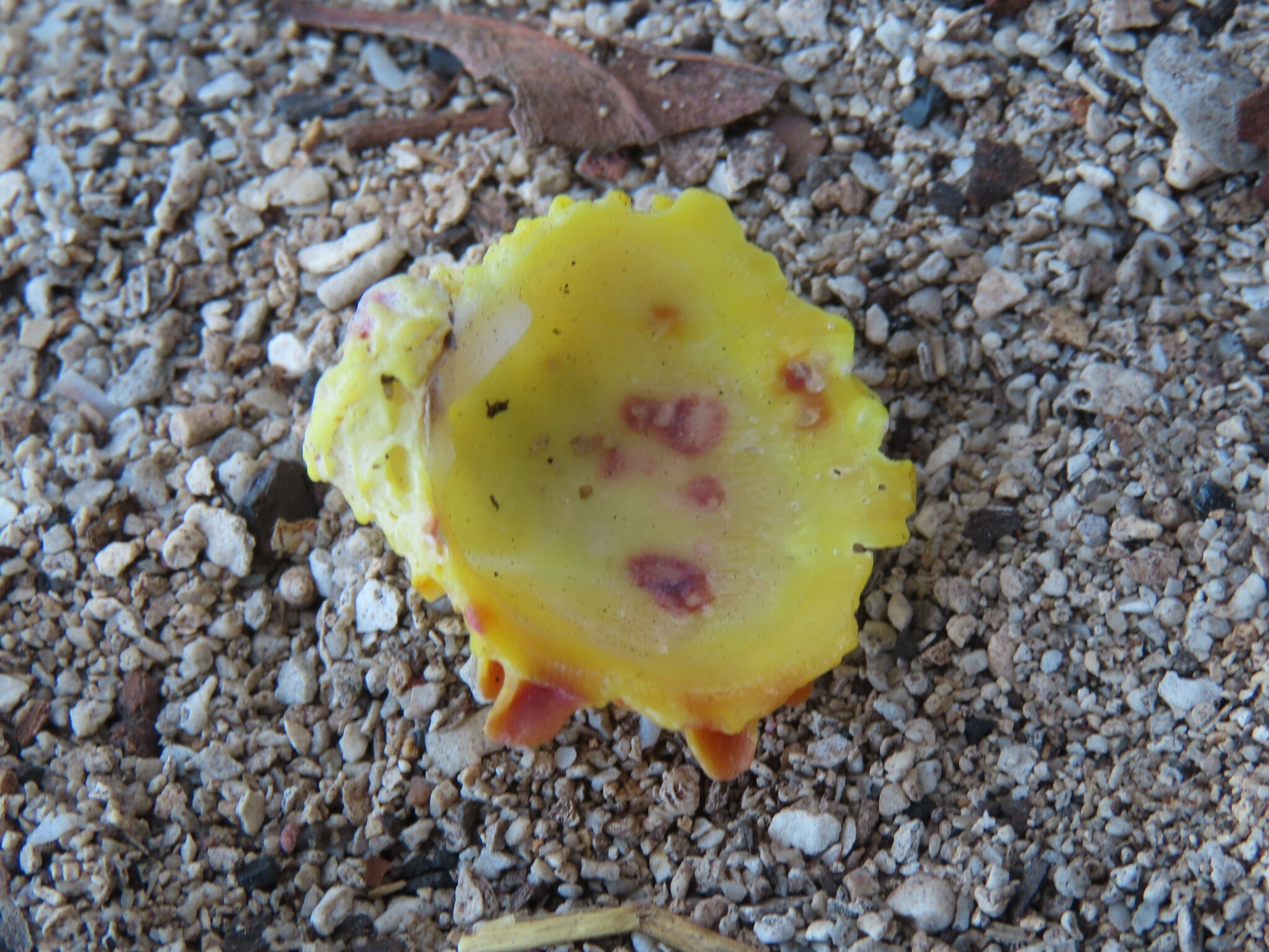 Chama macerophylla Gmelin, 1791