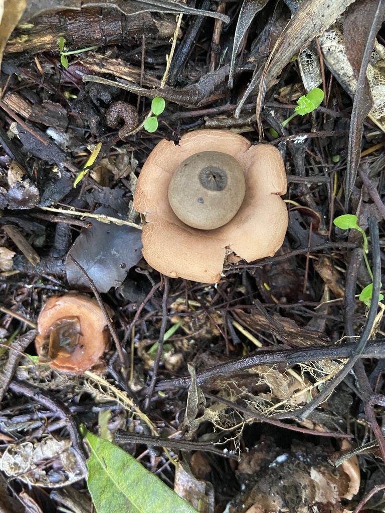 rounded earthstar from Te Waipounamu/South Island, Havelock ...