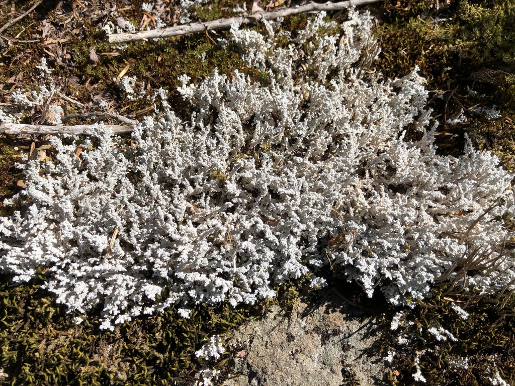 Alpine Foam Lichen from Comox Valley, BC, Canada on September 06, 2022 ...