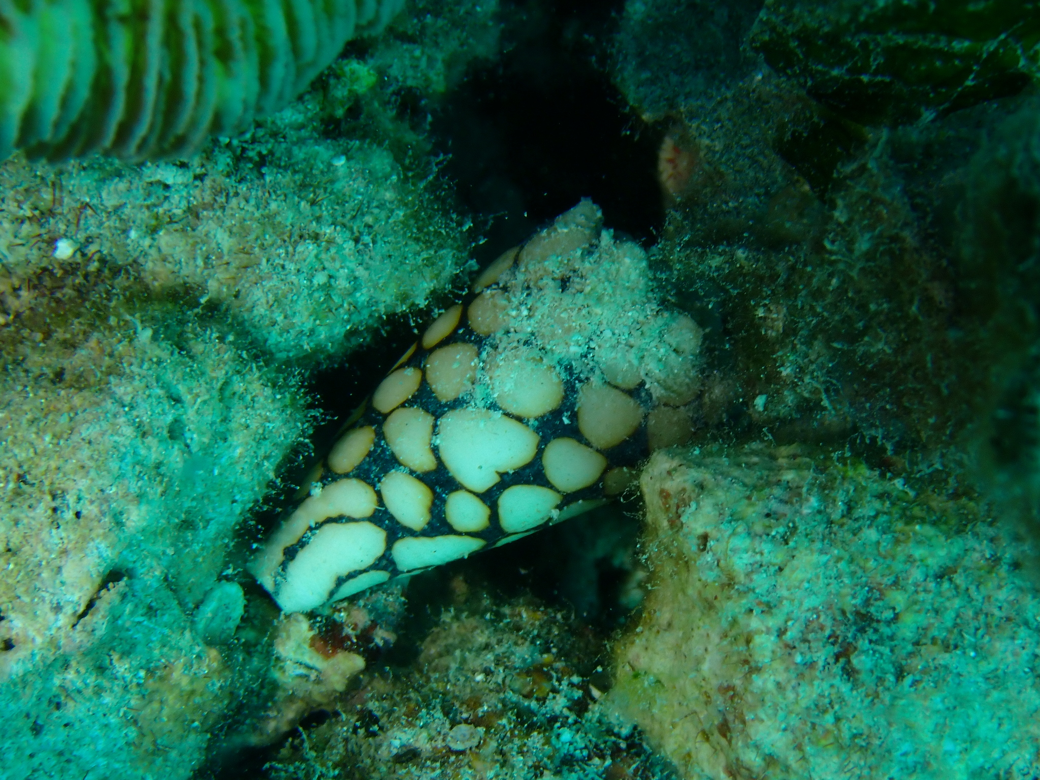 Conus marmoreus Linnaeus, 1758