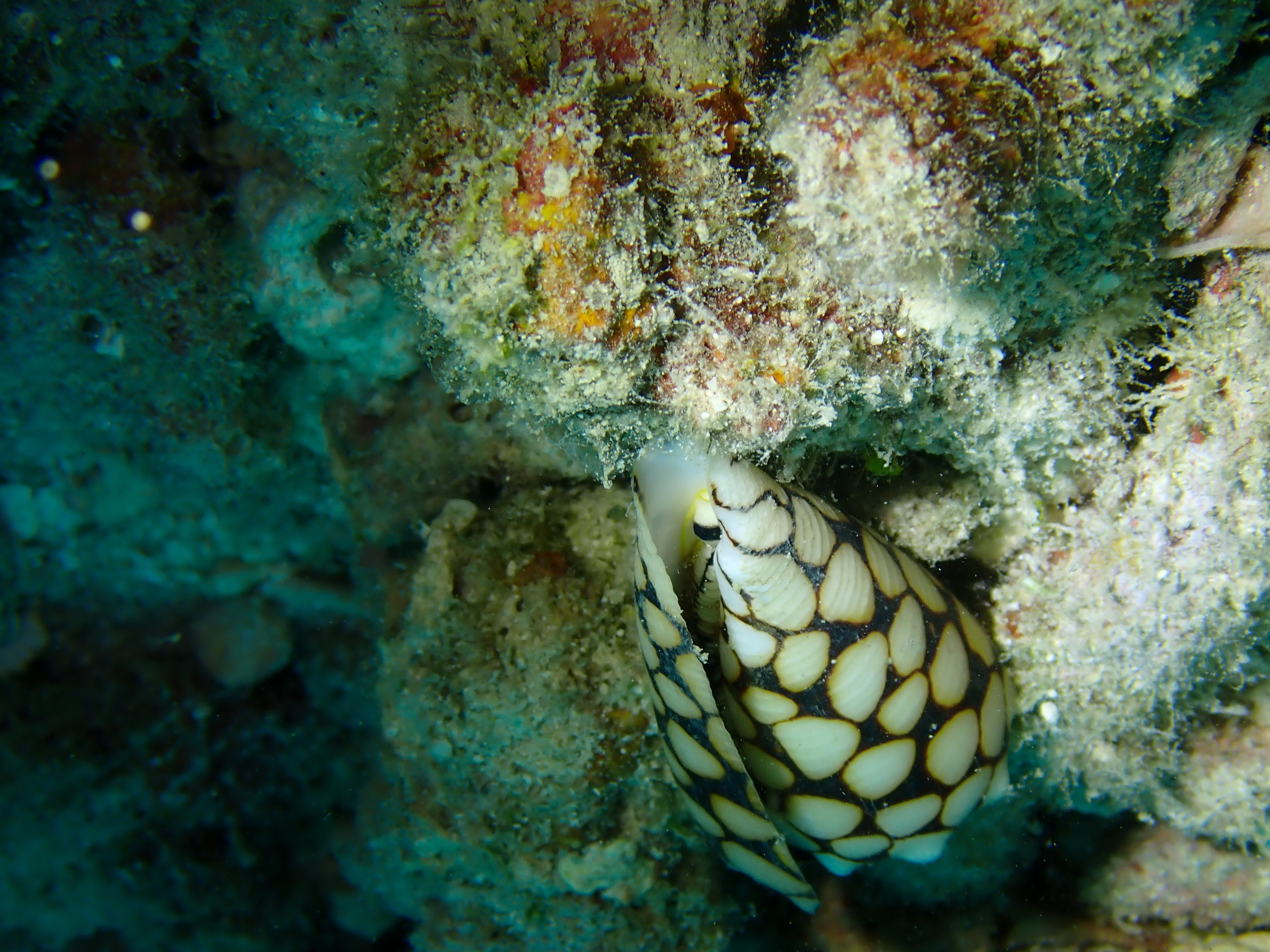 Conus marmoreus Linnaeus, 1758