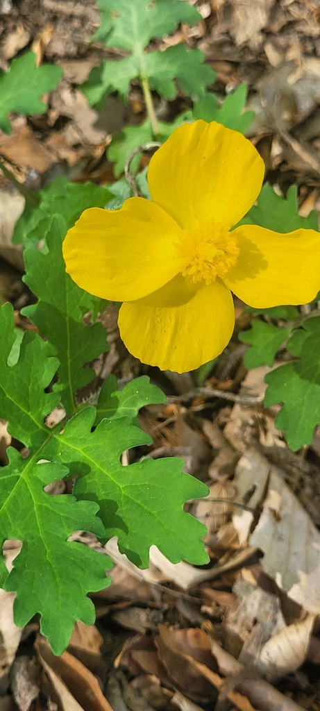poppy family from Savage, MD, USA on April 13, 2023 at 11:54 AM by ...
