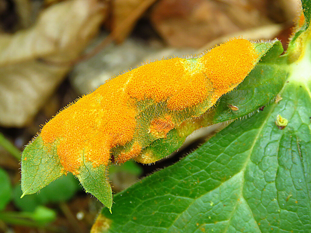 Mayapple Rust from Dauphin County, PA, USA on April 17, 2023 at 06:54 ...
