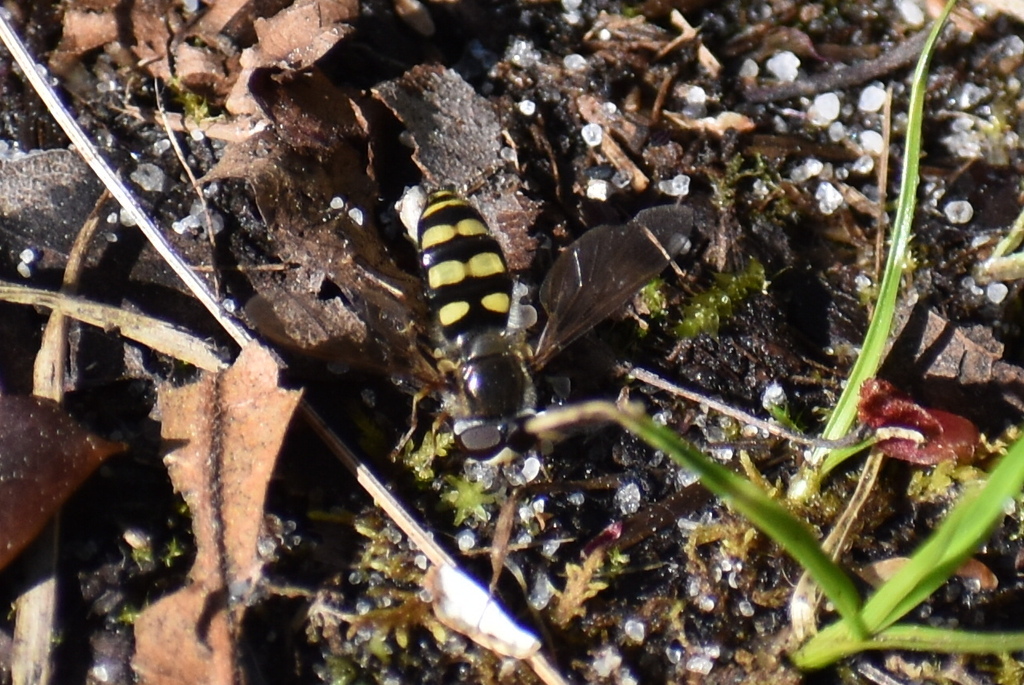 Eupeodes americanus from Island Beach State Park on April 19, 2023 at ...