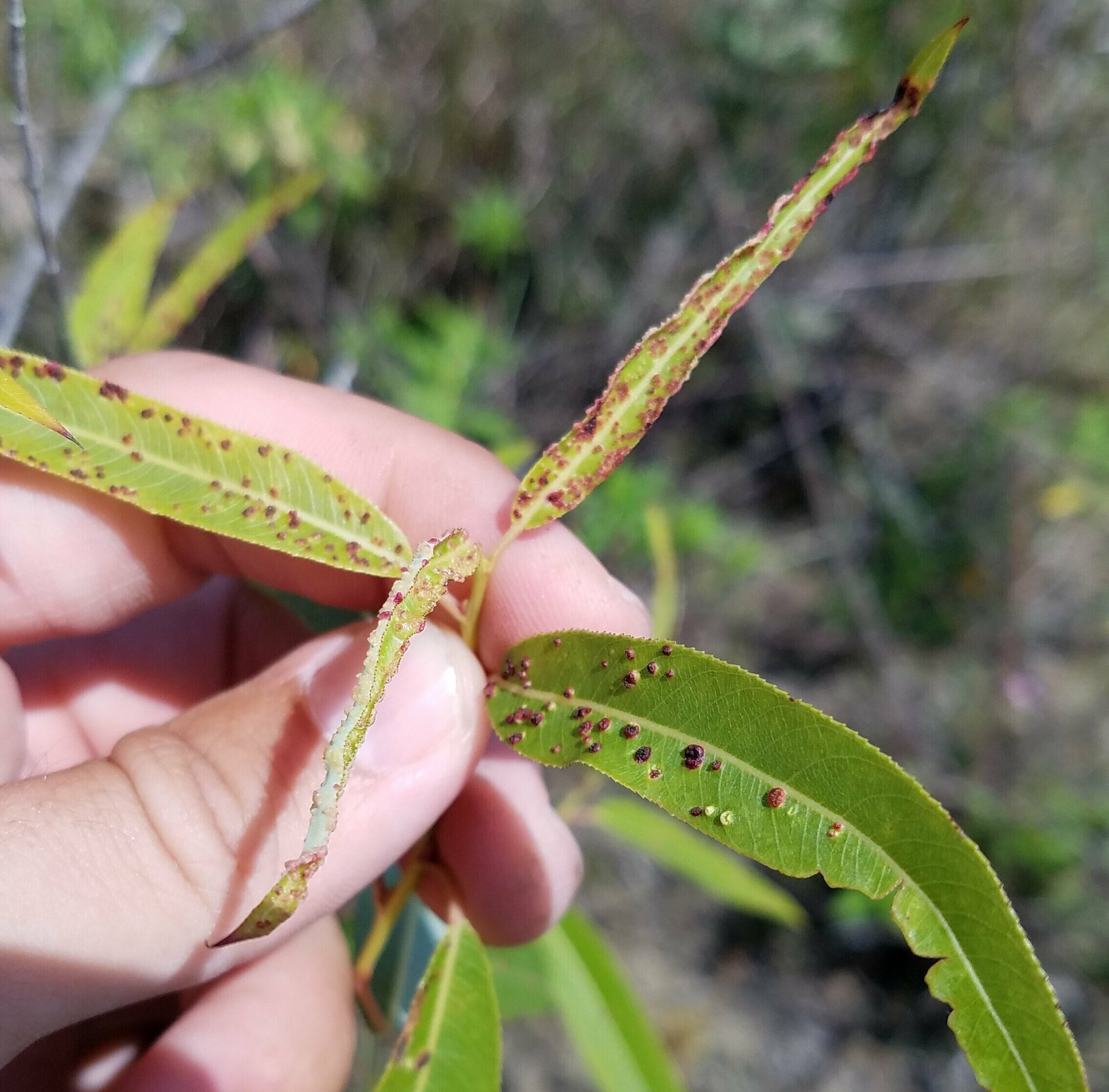 Aculus tetanothrix (Nalepa, 1889)