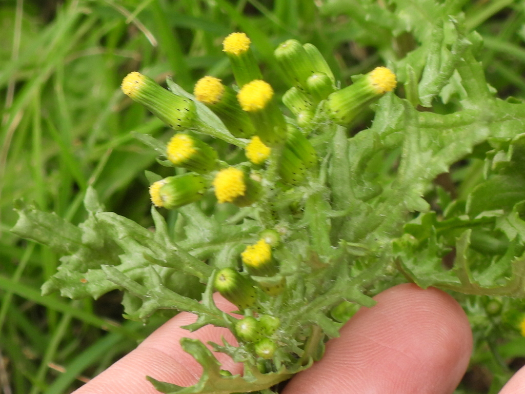 common groundsel from Dallas, TX, USA on April 19, 2023 at 09:29 AM by ...