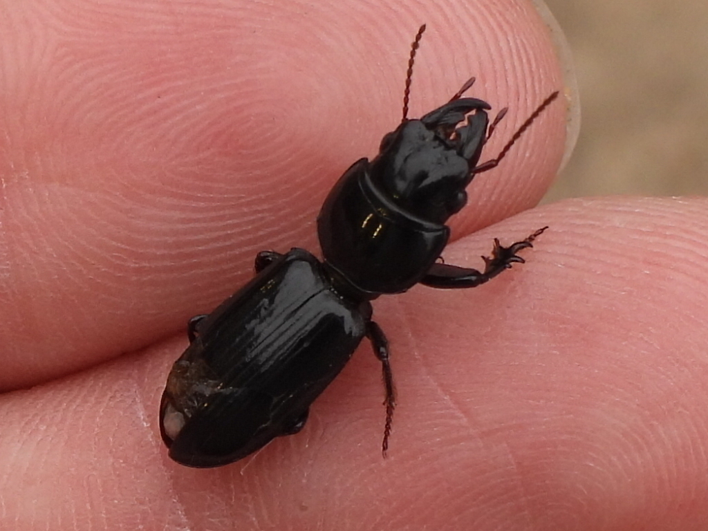 Scarites from Dallas, TX, USA on April 19, 2023 at 09:32 AM by Sam ...