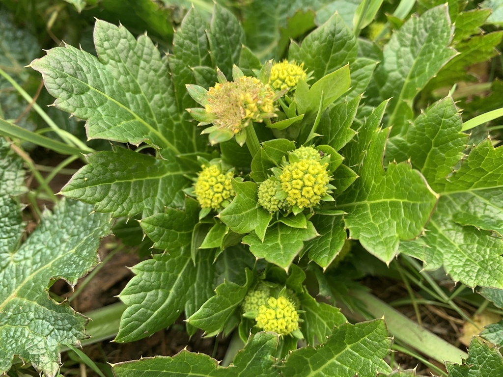 Pacific Sanicle (FONR Grassland restoration monitoring guide) · iNaturalist