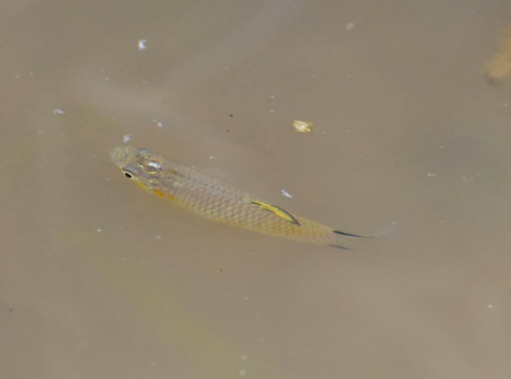 Guaru (Poecilia vivipara) - Marine Life Identification