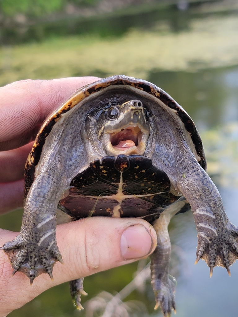 Eastern Musk Turtle from Oakland Lake Park, West Meadowbrook, Fort ...