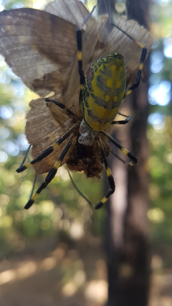 Joro Spider from 241-8 Hagwanggyo-dong, Jangan-gu, Suwon, Gyeonggi-do ...