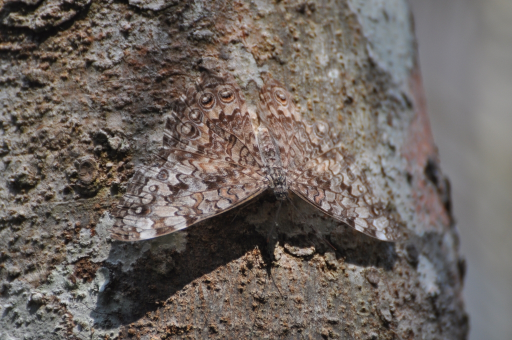 Hamadryas februa ferentina from Cañon Del Sumidero on April 19, 2023 by ...