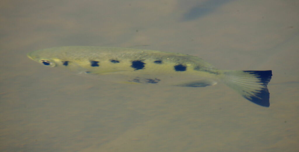 Spotted Archerfish from Durack WA 6743, Australia on June 21, 2015 at ...