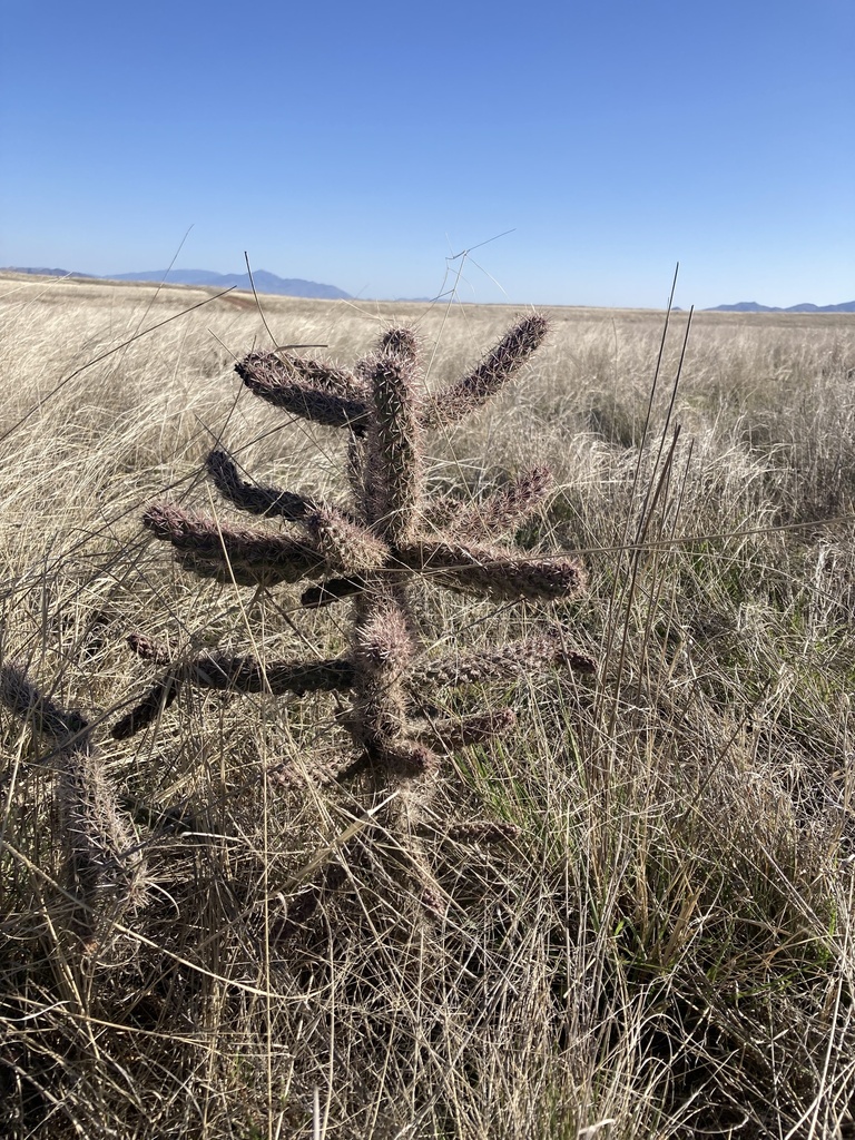 tree cholla from Las Cienegas National Conservation Area, Elgin, AZ, US ...