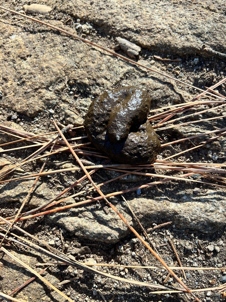 Pacific Marten in November 2022 by wedme2019 · iNaturalist