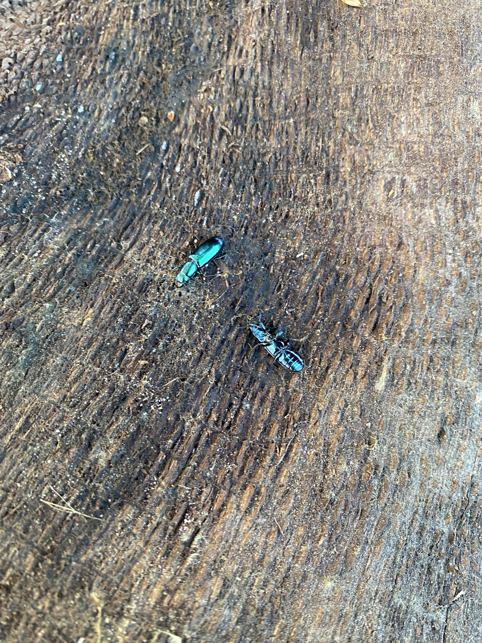 Temnoscheila Westwood, 1830