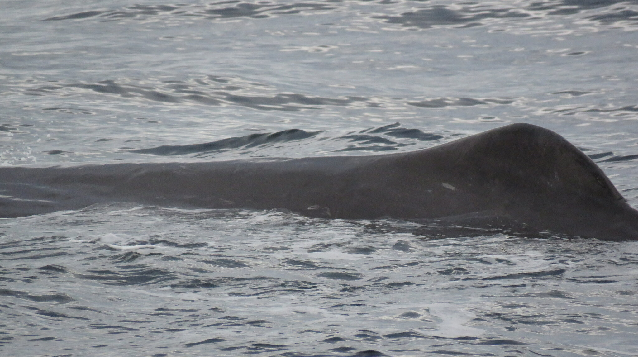 Physeter macrocephalus Linnaeus, 1758