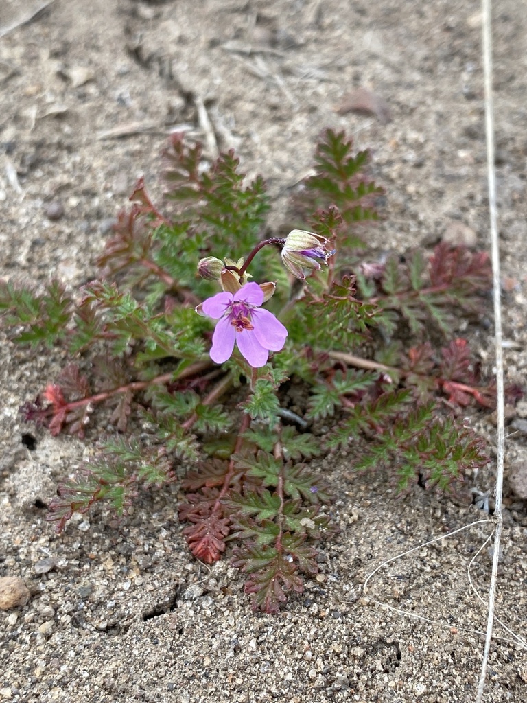 Redstem Stork's-bill from Milford, CA, US on April 18, 2023 at 02:12 PM ...