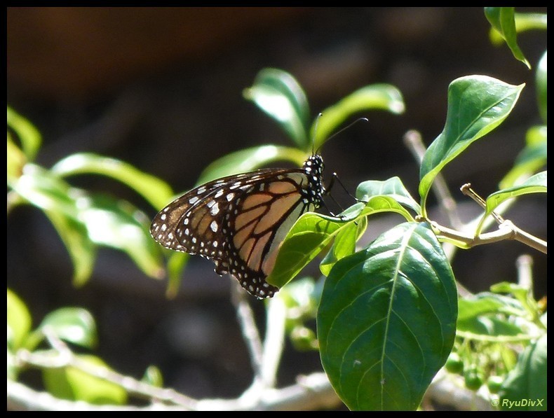 Monarch from Les Saintes, Guadeloupe on February 16, 2013 by ...