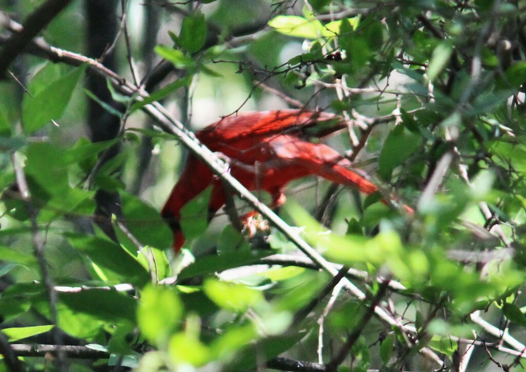 Northern Cardinal from Central City, Corpus Christi, TX, USA on April ...