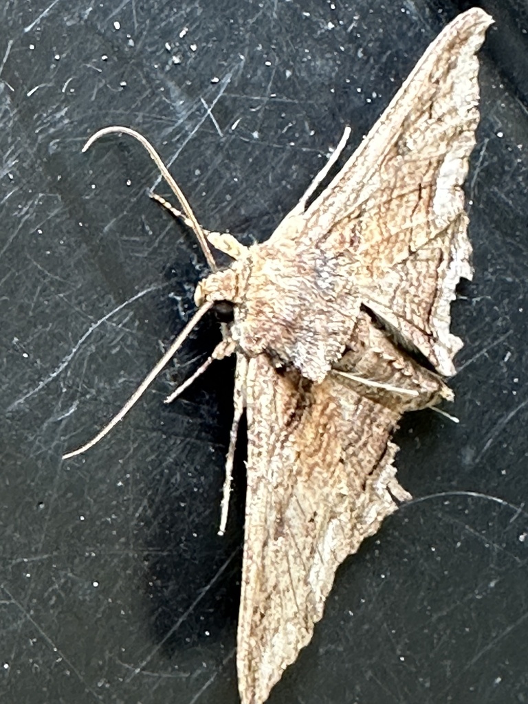 Lunate Zale Moth from Wentworth Dr, Weston Lakes, TX, US on April 19 ...