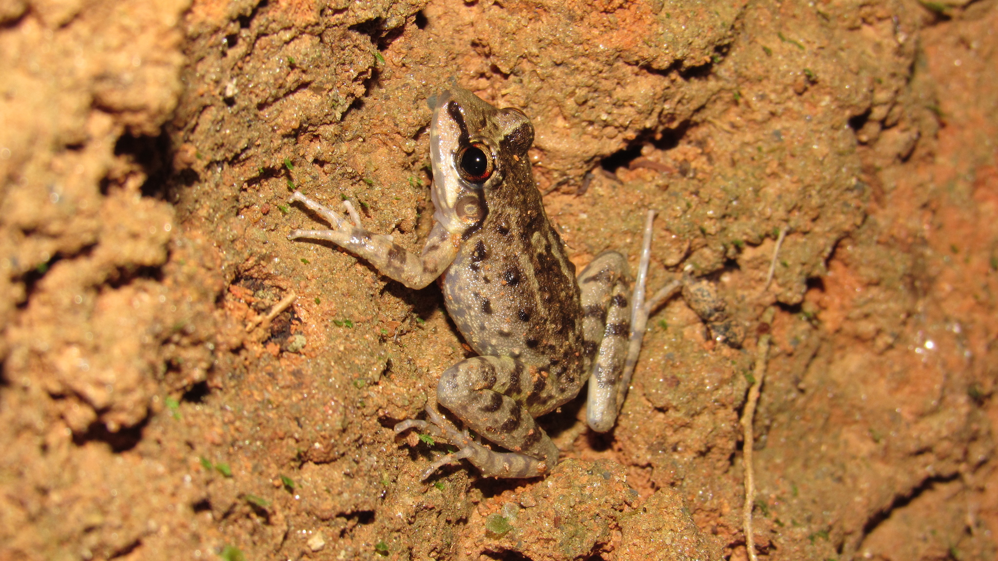 Thoropa miliaris (Spix, 1824)