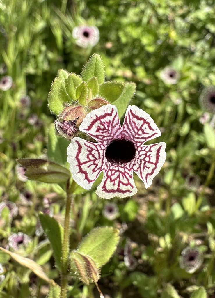 calico monkeyflower in April 2023 by Matt Berger · iNaturalist