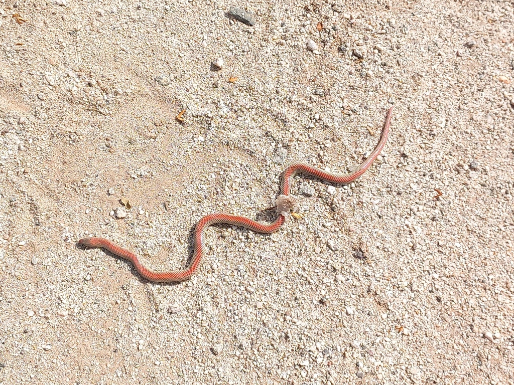 Ground Snake from Mexicali, B.C., México on April 19, 2023 at 02:57 PM ...