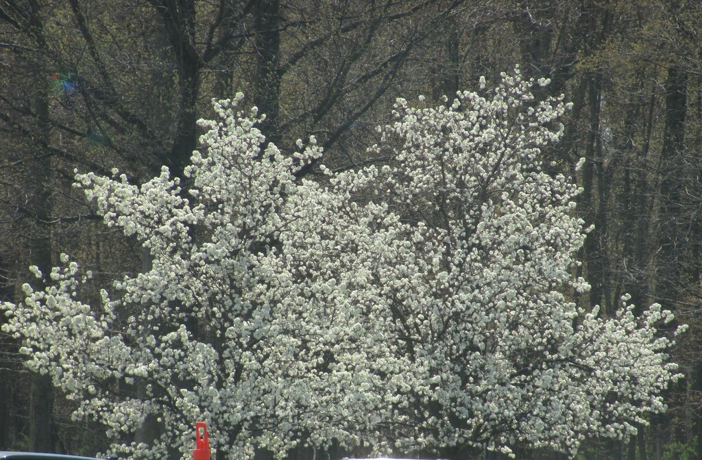 Callery pear from Vermilion, OH, USA on April 18, 2023 at 02:00 PM by ...