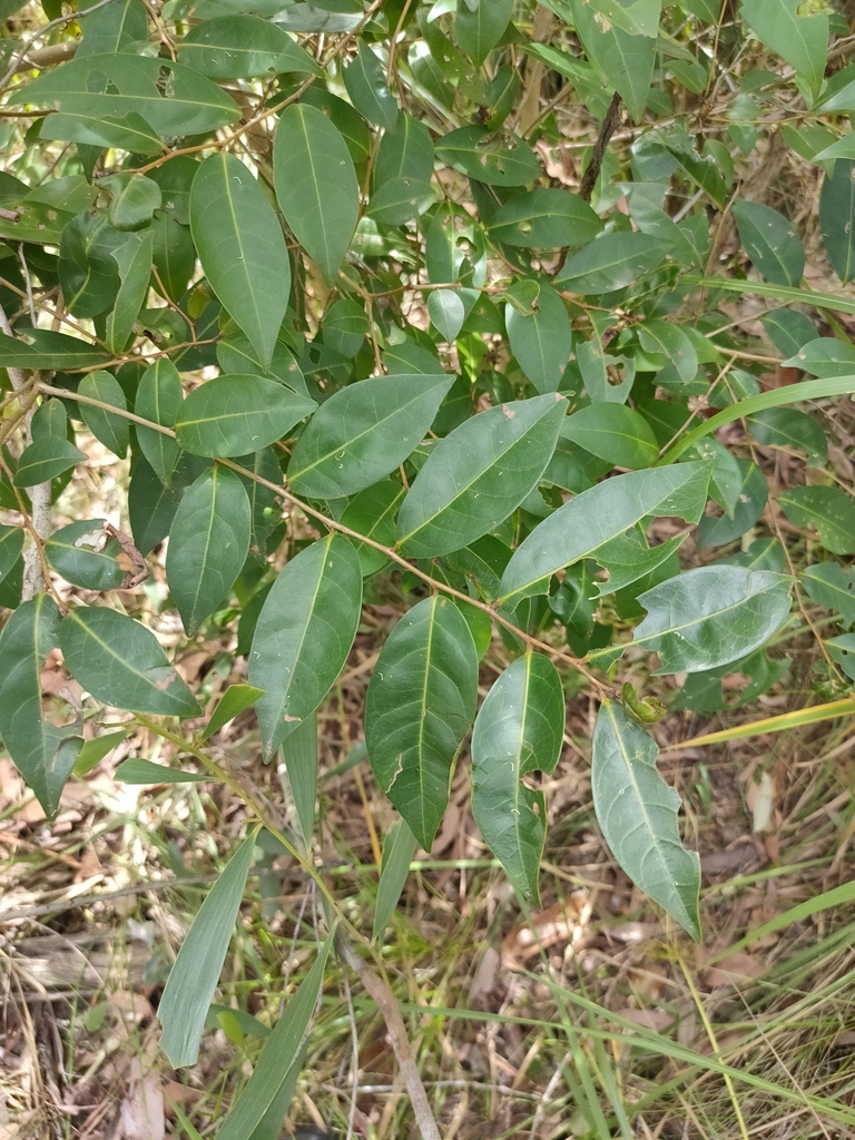 Cheese Tree from Teebar on April 17, 2023 at 11:51 AM by Tony van ...