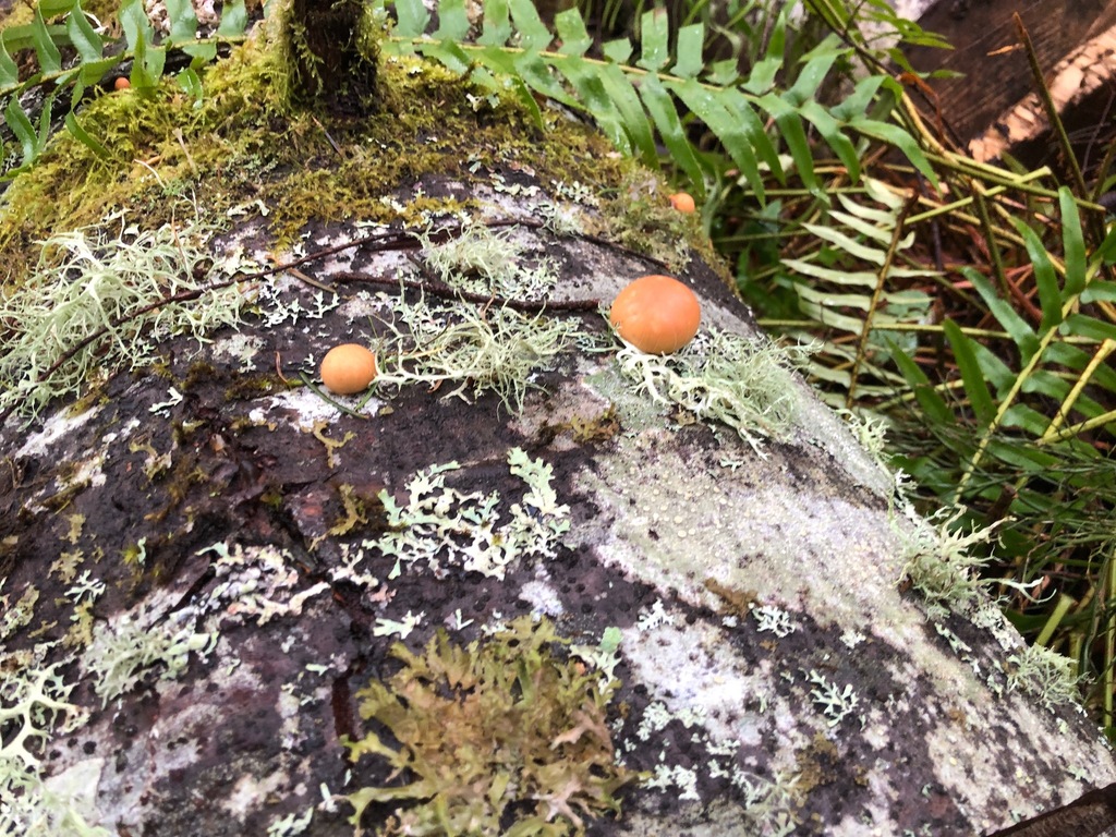 Veiled Polypore from Comox Valley, BC, Canada on April 19, 2023 at 11: ...