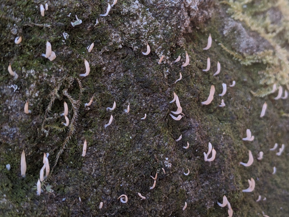 White green-algae coral from Bellingham, WA, USA on April 19, 2023 at ...