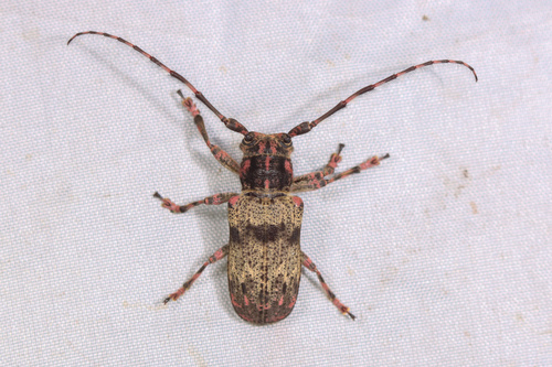 Genus Leptomesosa · iNaturalist