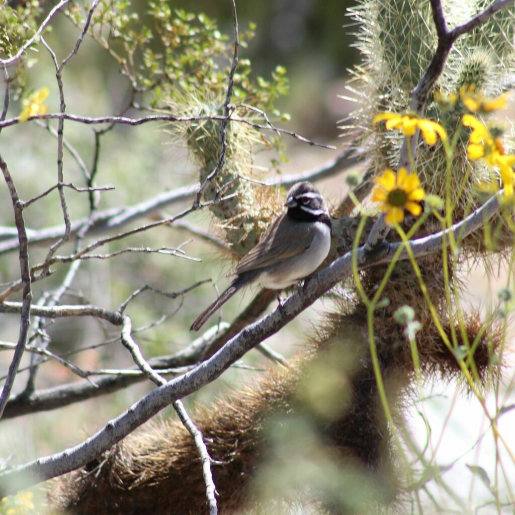 Black-throated Sparrow from Camelback East Village, Phoenix, AZ, USA on ...