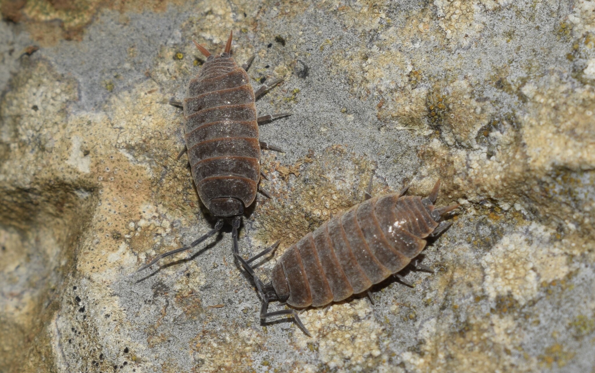 Porcellionides pruinosus (Brandt, 1833)