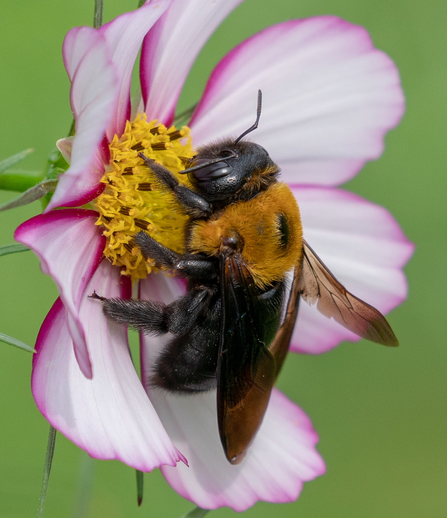 Japanese Carpenter Bee from Minato, Tokyo, Japan on October 15, 2018 at ...