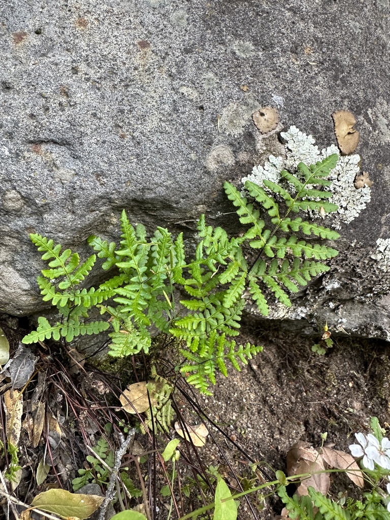 goldback fern from Kings Canyon/sequoia, Sequoia National Park, Sequoia ...