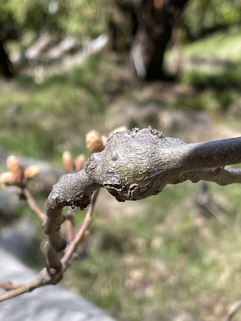 Split Twig Gall Wasp from Castle Rock State Park, Los Gatos, CA, US on ...