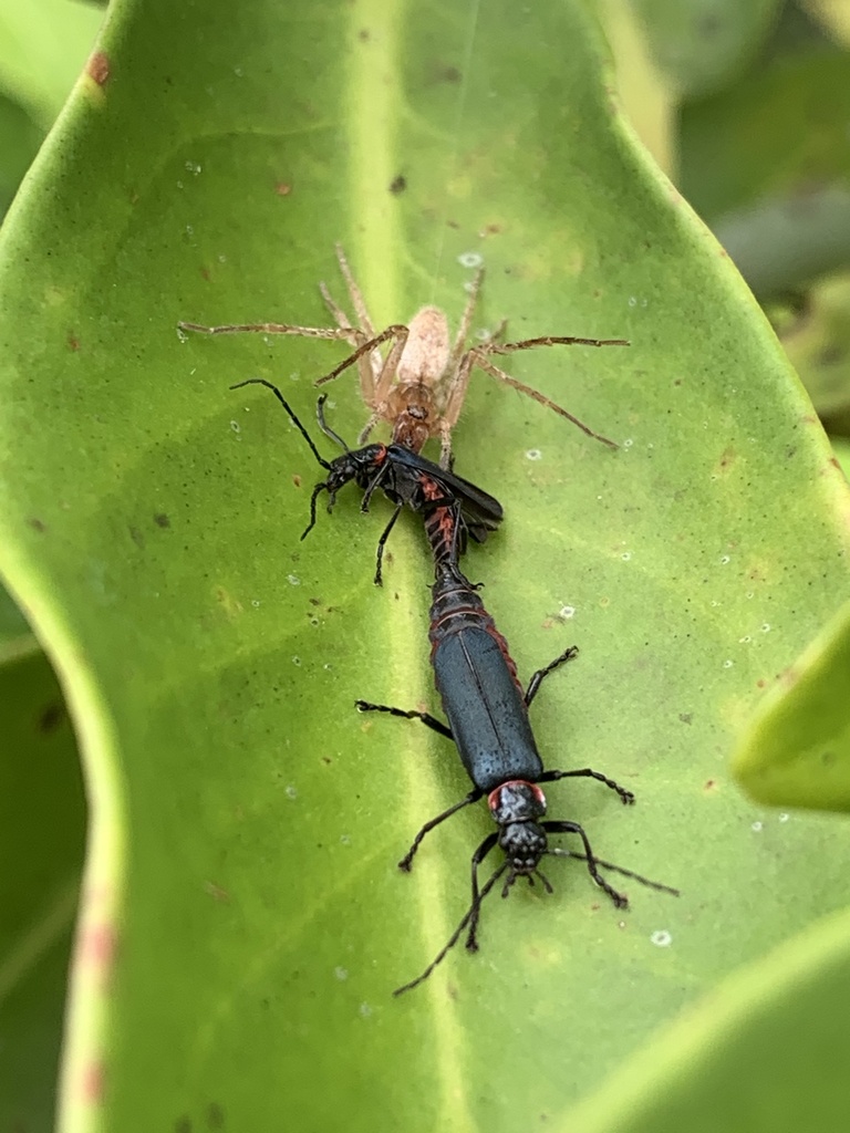 Ghost Spiders from Isla Grande de Chiloé, Ancud, Los Lagos, CL on ...
